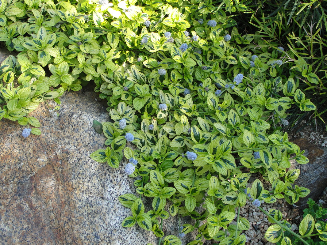 Sunset Collection Plants | PALOMAR MESA GROWERS